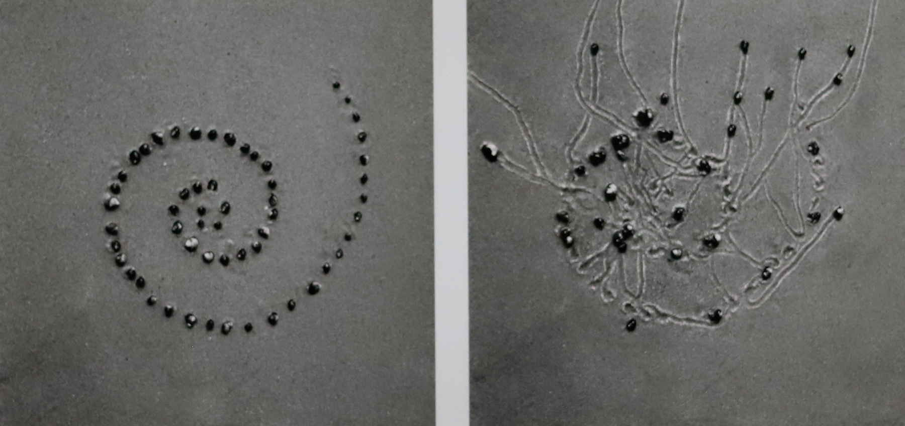 Snail Drawings: Spiral Start #9, 1995 | MIT List Visual Arts Center