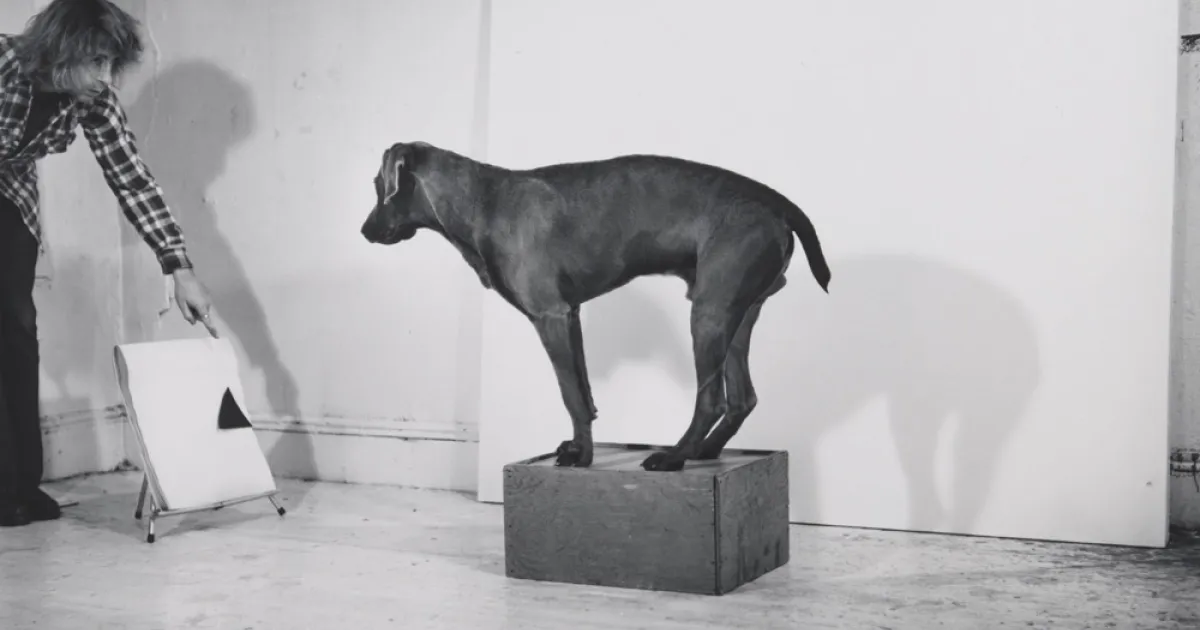 William Wegman Selected Video Work 1970-1978 | MIT List Visual Arts Center
