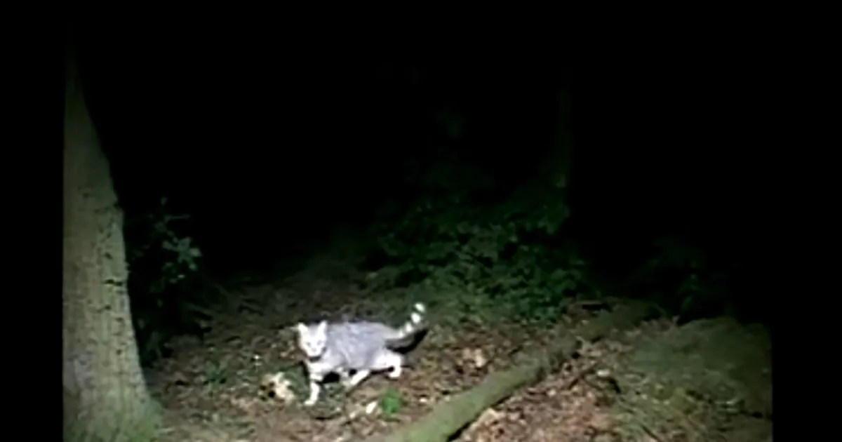 Critters | MIT List Visual Arts Center